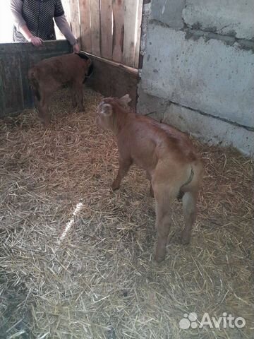 Бычки поместь симентал