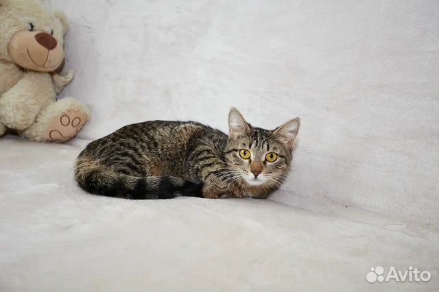 Кошечка в добрые руки