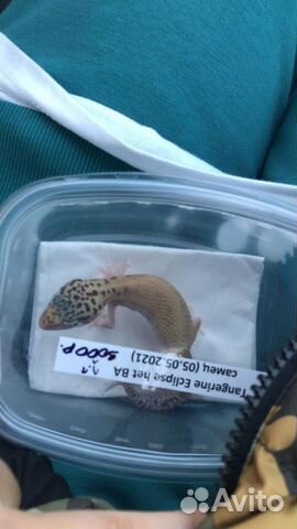 Эублефар с террариумом