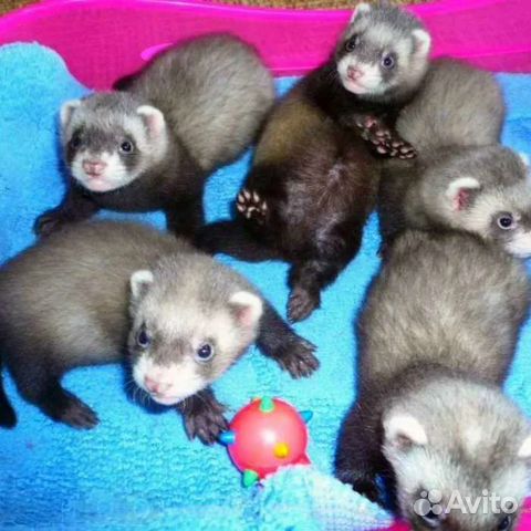 Хорьки малыши