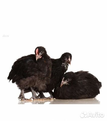 Маран черно медный молодки