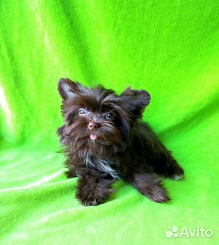 Йорк Шоколадная Крошка