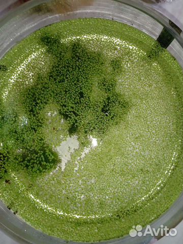 Риччия и ряска