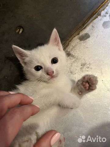Котёнок, здоровый, игривый отдаю бесплатно