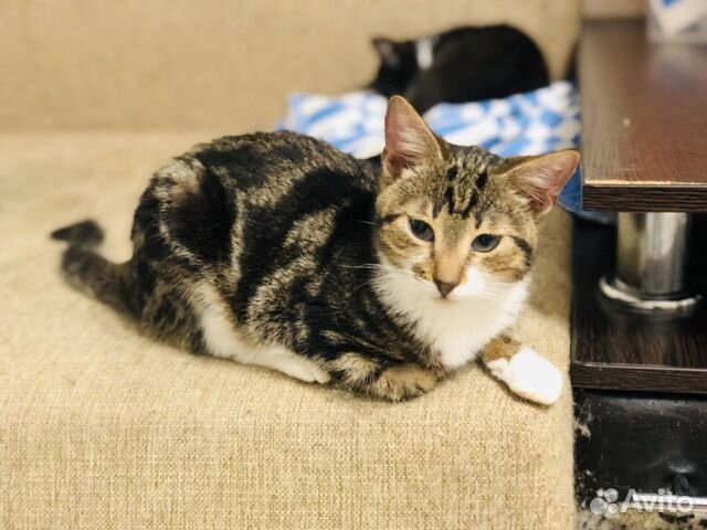 Котенок в добрые руки