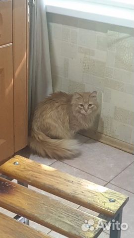 Умерла хозяйка