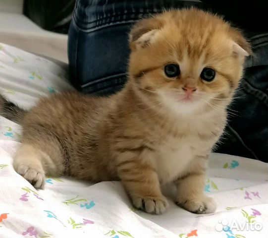 Шотландские котята