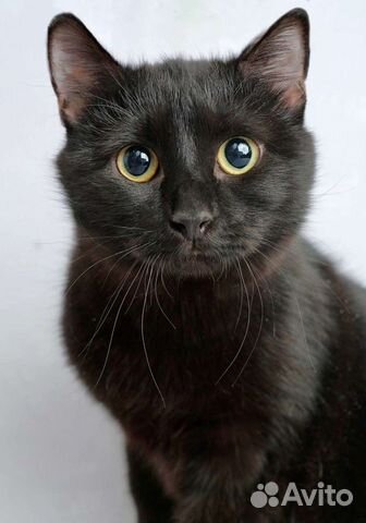 Чёрная кошечка Фиджи