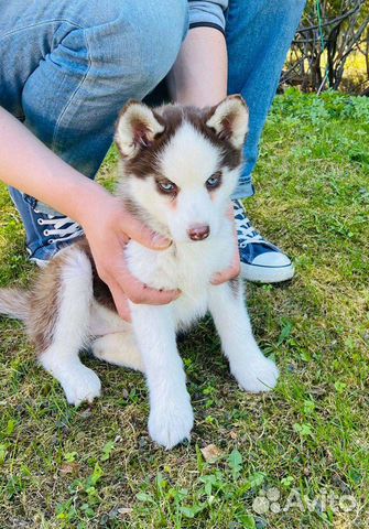 Помски (мини хаски)