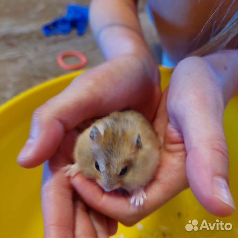 Джунгарский хомяк