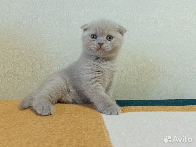 Шотландская кошечка