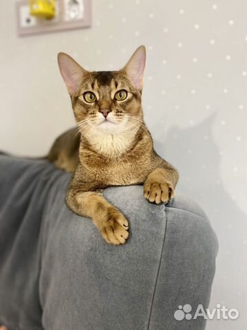 Абиссинский кот вязка