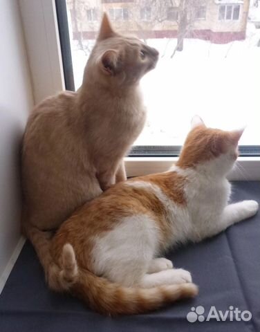 Кошки бесплатно