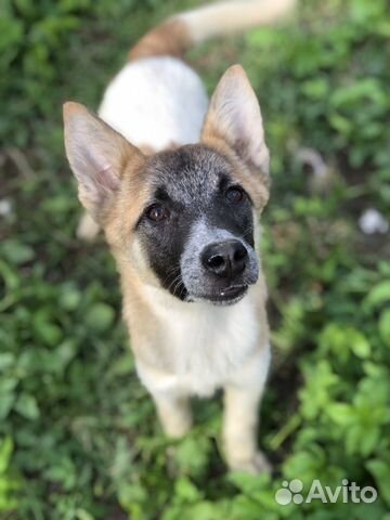 Щенок Арья в добрые руки