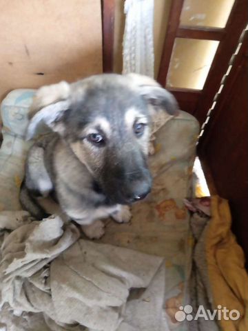 Собаки бесплатно в добрые руки щенки