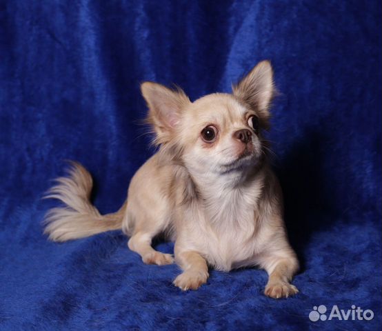 Красивая, подращенная девочка