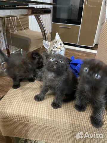 Котята в добрые руки