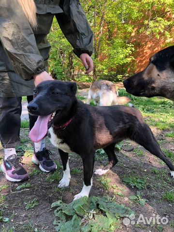 Малышка Женева в приюте пропадёт