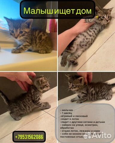 Котенок в добрые руки