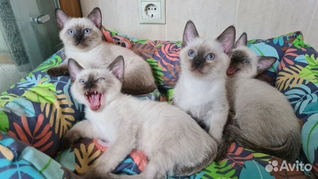 Тайские котята