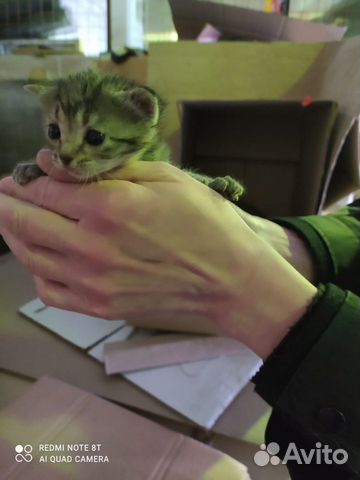 Отдам в добрые руки