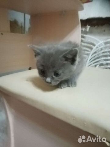 Кошки