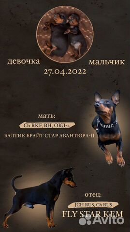 Цвергпинчер