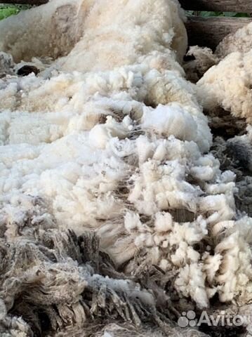 Шерсть овечья