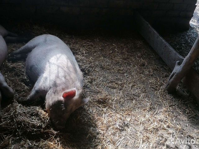 Продам Вьетнамскую свинку уже покрытую