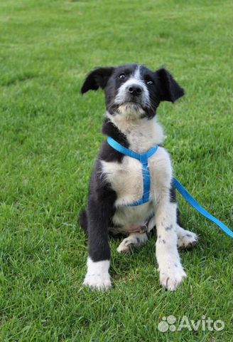 Мальчик терьеристого типа