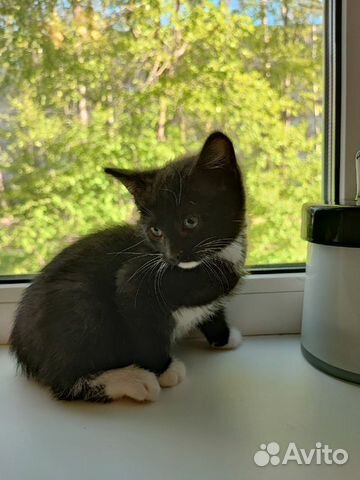 Два милых котенка 2 месяца в дар