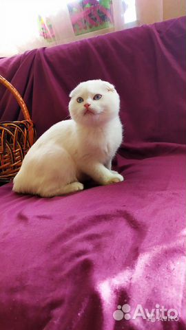 Вислоухий белоснежный котик