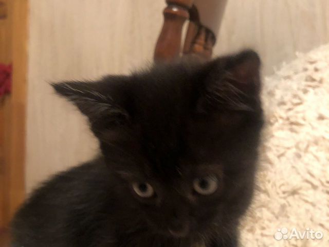 Котята мышеловы 6 недель