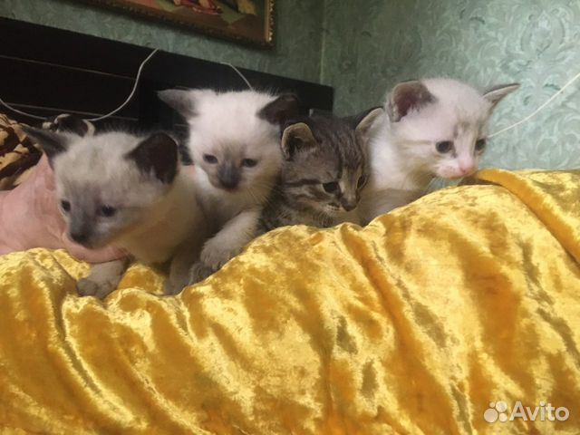 4 котёнка 2 мальчика две девочки
