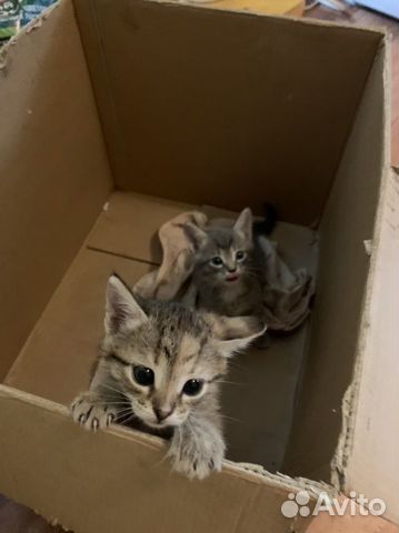 Умные ласковые котята даром