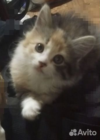 Котята бесплатно