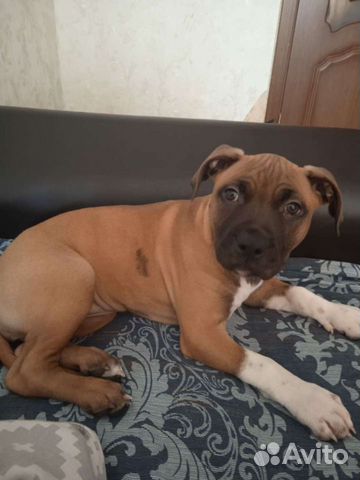 Стаффордширский терьер щенки щенок