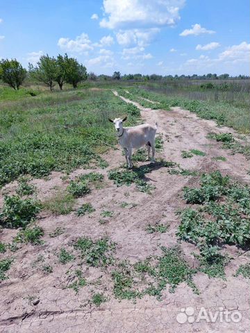 Коза дойная