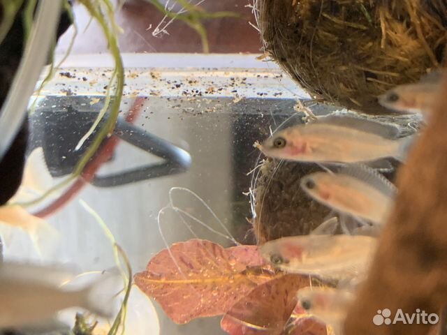 Принцесса бурунди цыхлида