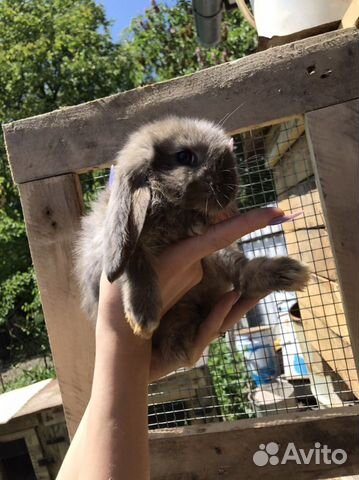 Кролик француский баран, фландер