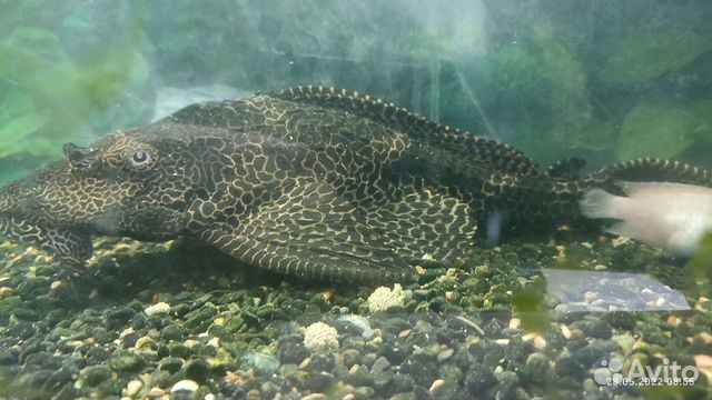 Сомик парчовый