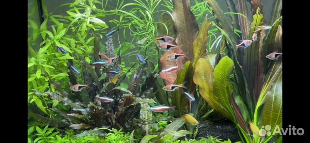 Аквариумные рыбки