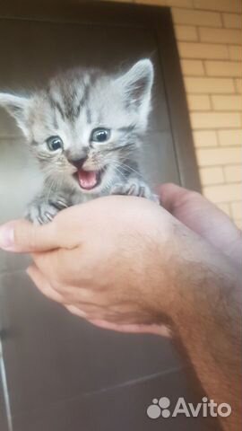 Котята в добрые руки даром