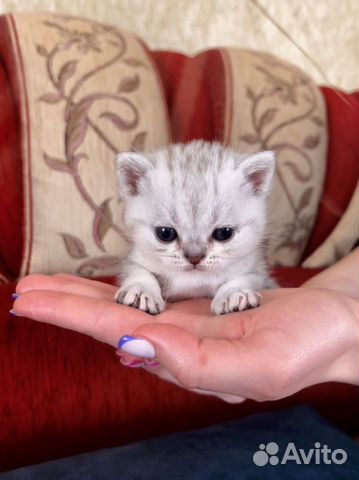 Британские пушистики-котята