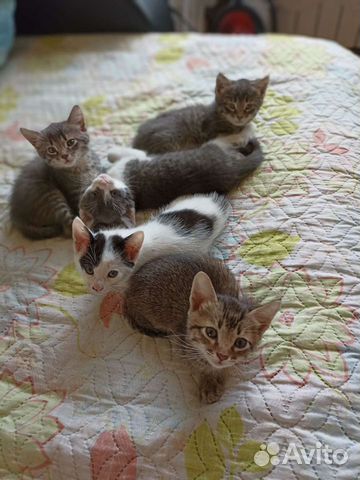 Котята отдам в добрые руки бесплатно