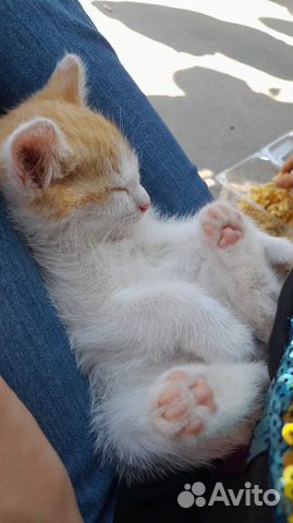 Котенок-котик в добрые руки