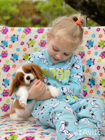 Очаровательная Лея Кавалер Кинг Чарльз спаниель