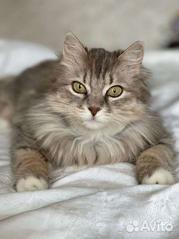 Кошка Пуфик ищет добрый дом