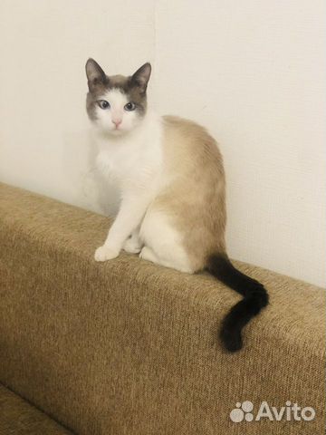 Котик в добрые руки