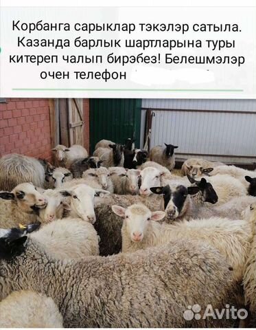 Продается овечки, барашки